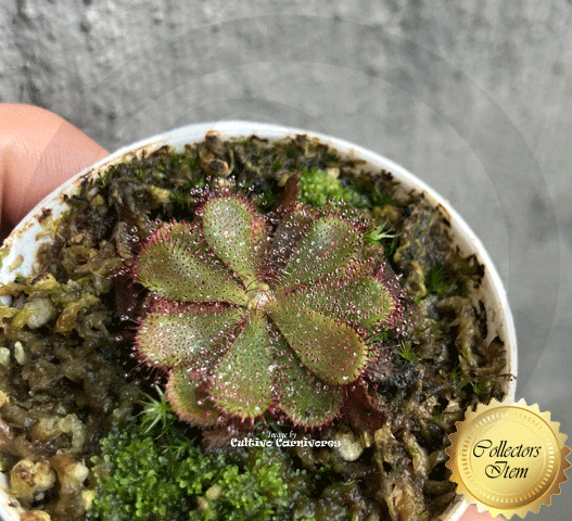 Buy Drosera hamiltonii • Rare Collector Sundew for Sale South Africa ...