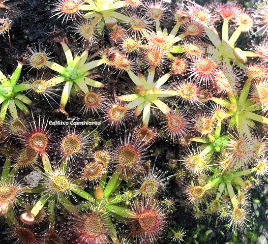 Pygmy Drosera / Sundew | Buy Online @ Cultivo Carnivores, South Africa