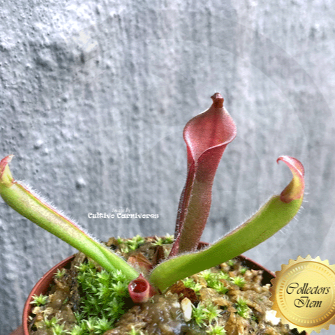 PLANTS FOR SALE: Heliamphora (Sun Pitchers) | South Africa – Cultivo ...