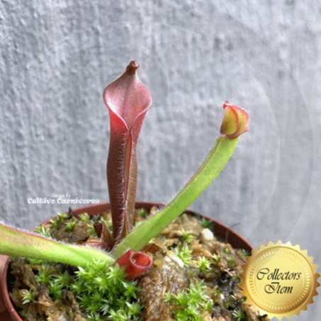 PLANTS FOR SALE: Heliamphora (Sun Pitchers) | South Africa – Cultivo ...