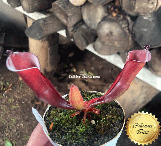 Heliamphora folliculata (Los Testigos, Venezuela) • BCP Clone – Cultivo ...