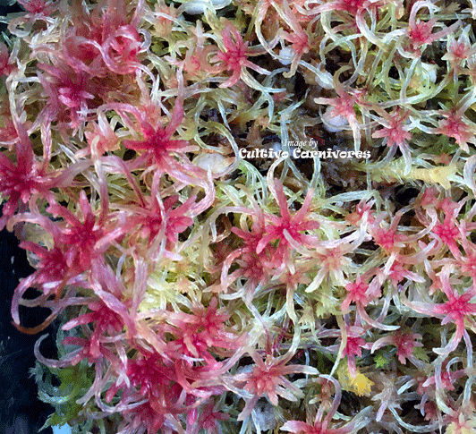 Live Sphagnum Moss for Sale in South Africa | Buy Red or Green ...