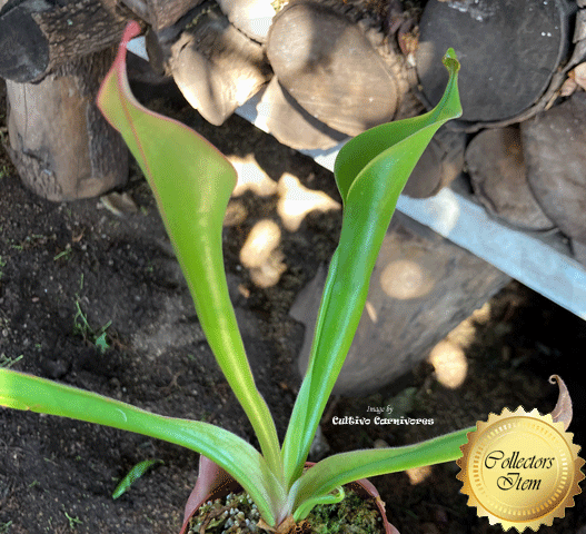 For sale > Heliamphora "Godzilla" AW * Clone 01 * Wistuba – Cultivo ...