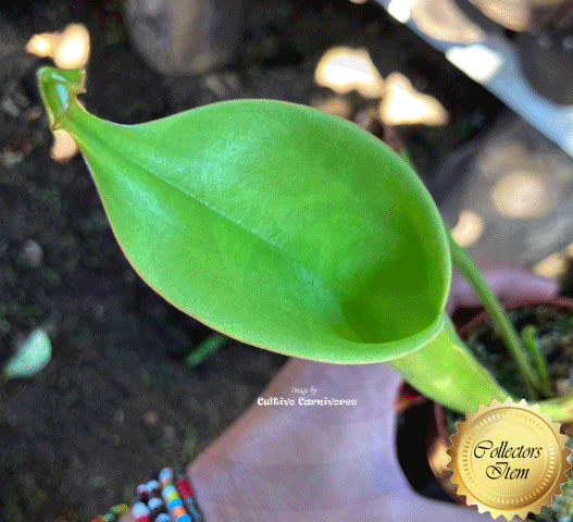 For sale > Heliamphora "Godzilla" AW * Clone 01 * Wistuba – Cultivo ...