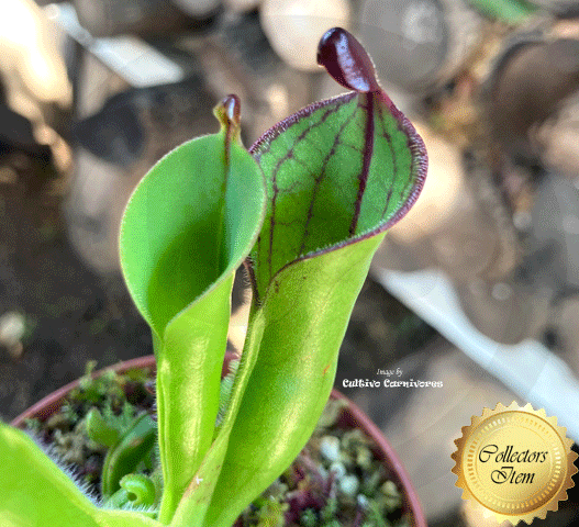 Heliamphora macdonaldae for Sale South Africa | Cerro Duida, Venezuela ...