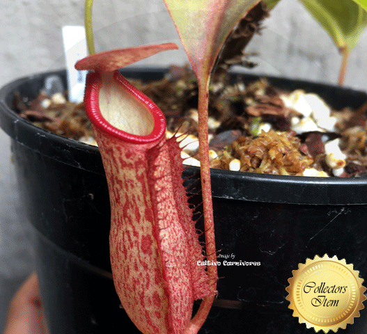 BUY Nepenthes Miranda ONLINE @ www.cultivocarnivores.com – Cultivo ...