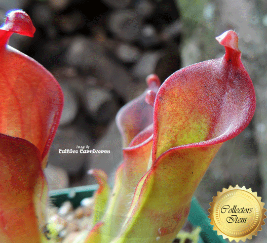 PLANTS FOR SALE: Heliamphora (Sun Pitchers) | South Africa – Cultivo ...