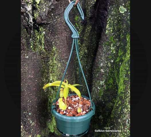 Hanging Bowls for sale | Buy online @ Cultivo Carnivores, South Africa