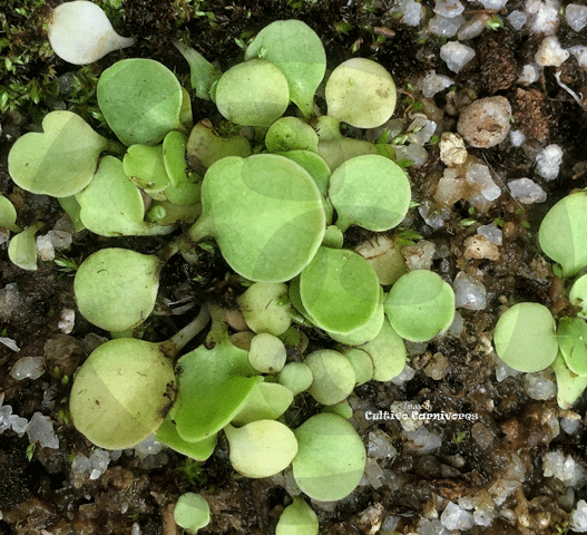 Buy Utricularia livida Lemon Flower Bladderwort for Sale South Africa ...