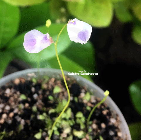 Utricularia aff. livida (Marojey) – Exact Plant for Sale South Africa ...
