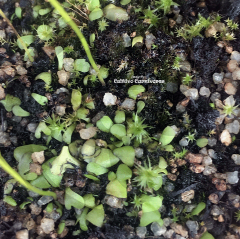 Utricularia aff. livida (Marojey) – Exact Plant for Sale South Africa ...