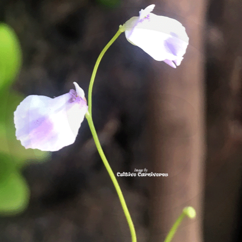 Utricularia aff. livida (Marojey) – Exact Plant for Sale South Africa ...