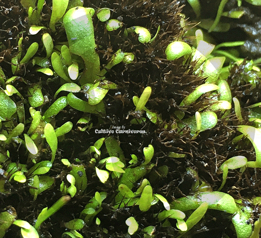 Buy Utricularia livida – Terrestrial Bladderwort for Sale South Africa ...