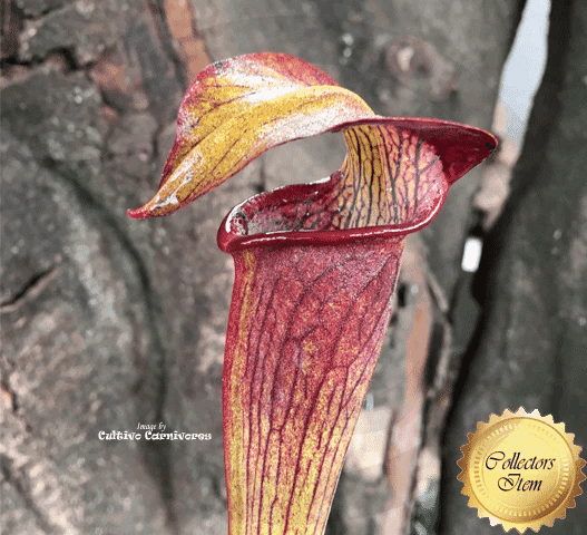 Sarracenia Alata Pubescent Black | Buy Online @ Cultivo Carnivores ...