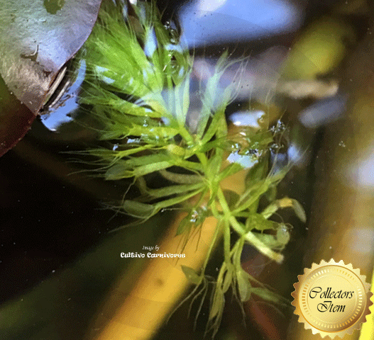 Plant For Sale: Carnivorous waterwheel plant (Aldrovanda Vesiculosa ...
