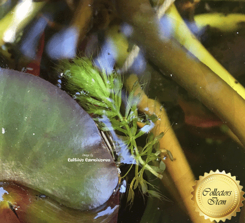 Plant For Sale: Carnivorous waterwheel plant (Aldrovanda Vesiculosa ...