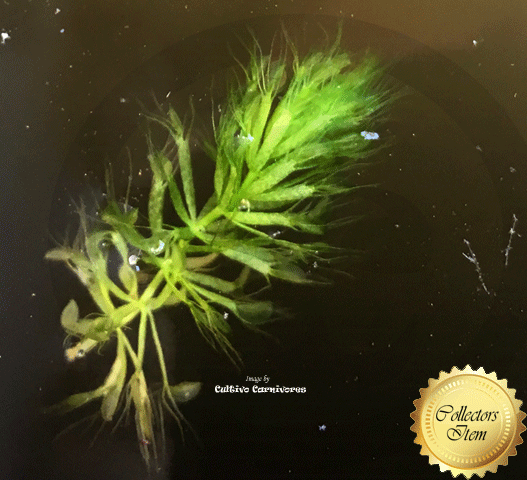 Plant For Sale: Carnivorous waterwheel plant (Aldrovanda Vesiculosa ...