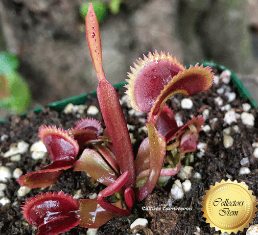 For sale > Live Carnivorous Plants > Venus fly trap ' Red Sawtooth BCP ...