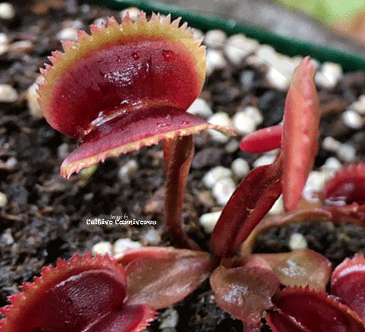 For sale > Live Carnivorous Plants > Venus fly trap ' Red Sawtooth BCP ...