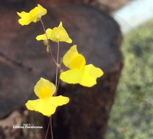 Buy Utricularia subulata – Yellow Flower Bladderwort for Sale SA ...